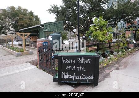 Winter comes to Urban Gardens, with protective white cloth coverings ...