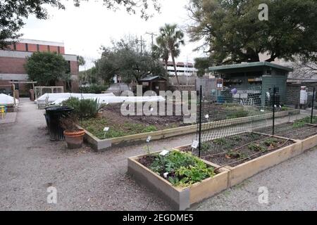 Winter comes to Urban Gardens, with protective white cloth coverings ...