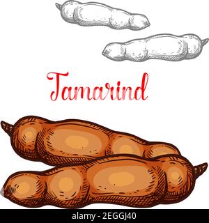 Fruit Tamarind logo design. Tamarind pods (Tamarindus indica fruits ...
