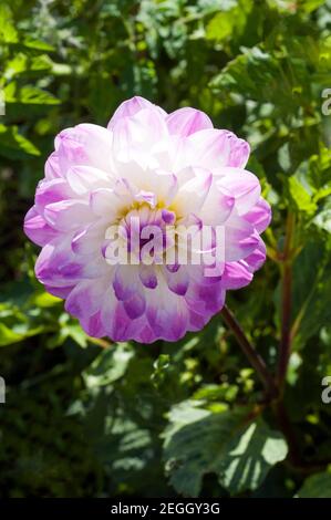 A vertical closeup of purple dahlia flowers growing in sunlight Stock ...