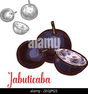 Jaboticaba exotic fruit isolated Jabuticaba icon monochrome sketch ...