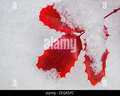 Snow at Lake Wenatchee in the North Cascades, Washington Stock Photo ...