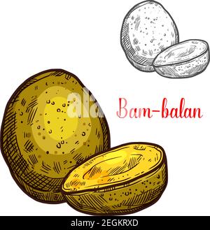 Santol Drawing
