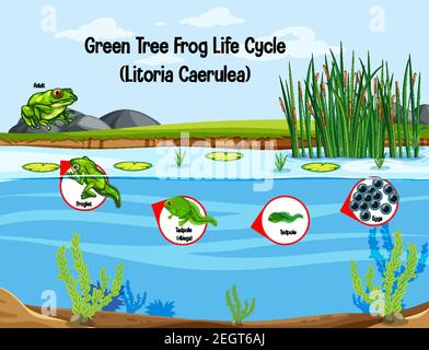 Green tree frog life cycle illustration Stock Vector Image & Art - Alamy