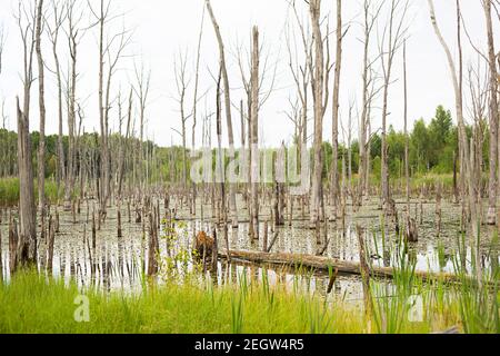 A swamp with dry dead trees, logs, and flowering cattails ...