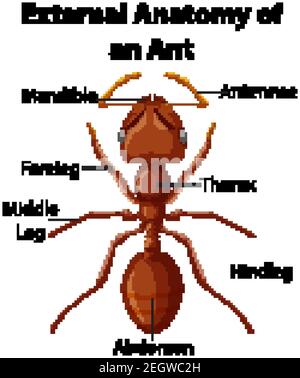 External Anatomy of an Ant on white background Stock Vector Image & Art ...