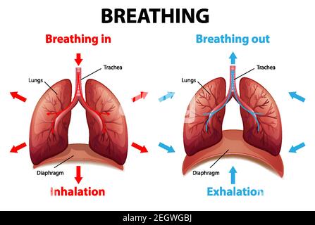 The process of breathing explained illustration Stock Vector Image ...