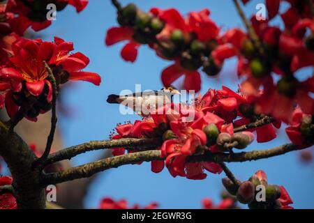 Silk Cotton flower also known as Bombax Ceiba, Shimul. Spring flowers ...