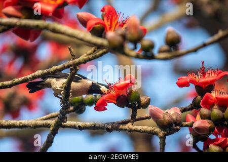 Silk Cotton flower also known as Bombax Ceiba, Shimul. Spring flowers ...