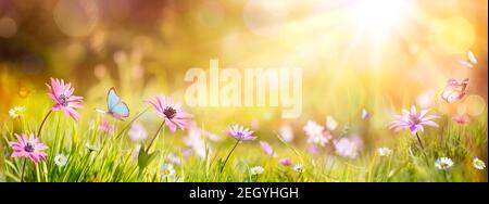 Fresh and purple daisies on light pastel blue background. Beautiful ...