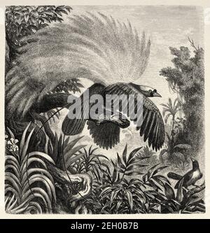 Greater bird-of-paradise, 19th century illustration Stock Photo - Alamy