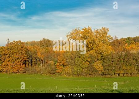 Sunny autumn landscape with meadows and colorfull trees in flemish ...