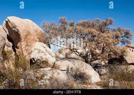 elephant tree (Bursera microphylla Stock Photo - Alamy
