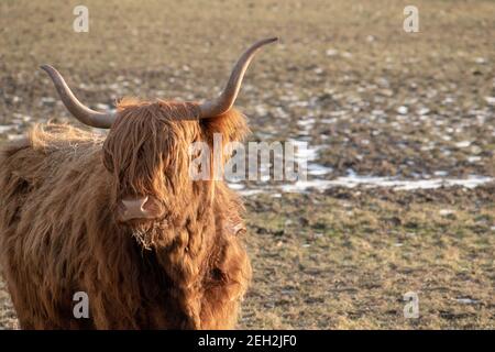 Furry buffalo outdoors on a gloomy day Stock Photo - Alamy