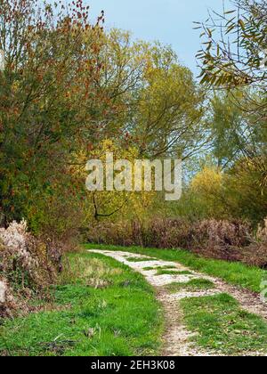 Path through Wheldrake Ings Nature Reserve, North Yorkshire, England ...