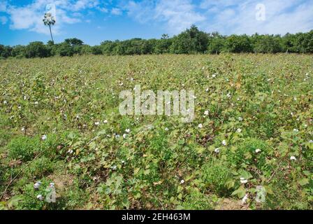 India Maharashtra, cotton farming in Vidarbha region , most of the crop ...
