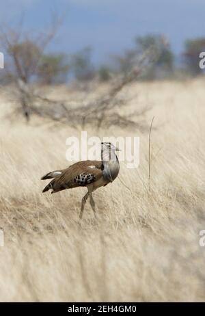 Kori bustard (Ardeotis kori), the adult male is Africa's heaviest ...