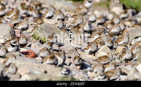 Ringed plovers in flock of roosting Dunlin at high tide Stock Photo - Alamy