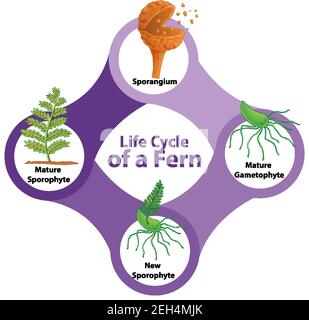 Life Cycle of a Fern Diagram Stock Vector Image & Art - Alamy