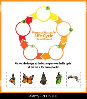 Diagram showing life cycle of Butterfly Stock Vector Image & Art - Alamy