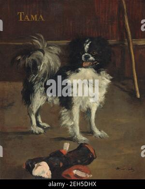 Tama, the Japanese Dog Stock Photo - Alamy