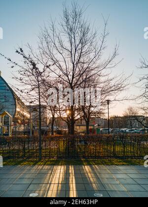 Sun rising behind trees Stock Photo - Alamy