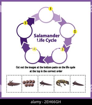 Salamander Life Cycle Diagram illustration Stock Vector Image & Art - Alamy