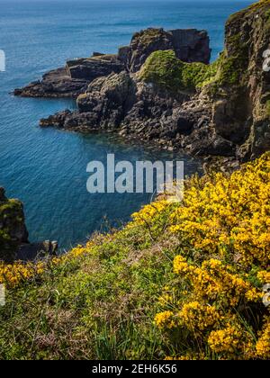 The ruins of St Non's Chapel at St Non's Bay on the St David's ...
