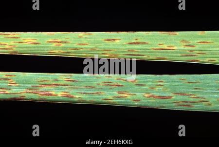 Narrow brown spot, Cercospora oryzae, disease lesions on a rice leaf ...