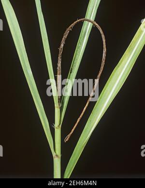 Sugar cane smut (Sporisorium scitamineum) smutted tassel or whip caused ...