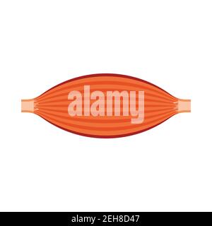 Arm muscle line icon, strenght anatomy vector symbol Stock Vector Image ...