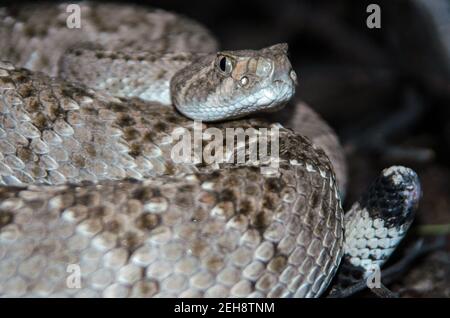 Western Diamondback (Crotalus atrox) without a rattle Stock Photo - Alamy