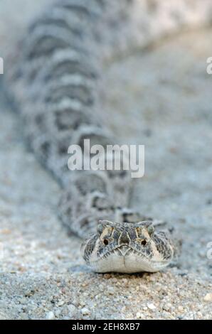 Western Diamondback (Crotalus atrox Stock Photo - Alamy