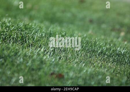Macro Green grass in summertime Stock Photo - Alamy