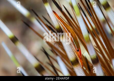 Zanzibar Urchin Shrimp, Tuleariocaris zanzibarica, night dive, Mimpi ...