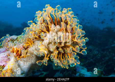 Ascidian, also called a Tunicate or Sea Squirt. Possibly Pyura momus ...