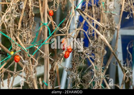 Greenhouse with old shrivelled dead dry brown tomato & cucumber plants ...