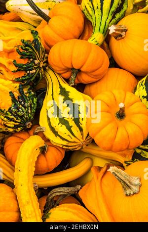 Decorative Colorful Mini Pumpkins, gourds and red fall leaves Stock ...