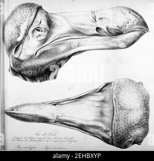 Head of Dodo at Oxford Stock Photo - Alamy