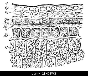 grain of wheat: cross-section Stock Photo - Alamy