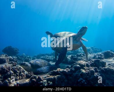 Group of sea turtles relaxing on coral reef underwater in Hawaii Stock ...