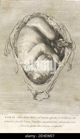 The anatomy of the human gravid uterus exhibited in figures Stock Photo ...