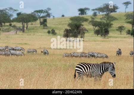 Plains zebras (Equus quagga), Seronera, Serengeti National Park ...