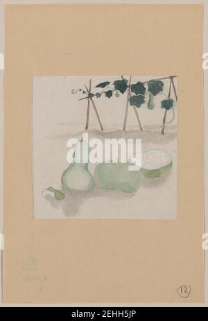 Pale green squash with white flesh and many seeds, with plan Stock ...