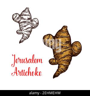 Jerusalem artichoke root vegetable isolated sketch. Brown tuber of ...