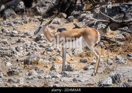 Springbok stands in profile on stony ground Stock Photo - Alamy