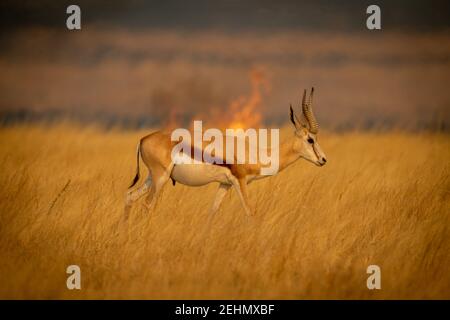 Springbok walks in grass with flames behind Stock Photo - Alamy
