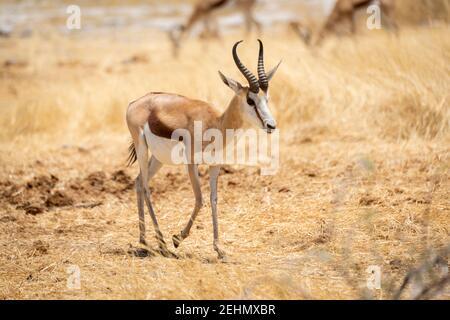 Springbok walks through grass with others behind Stock Photo - Alamy