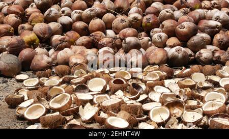 Coconut farm with big coconut ready for production. Large piles of ripe ...
