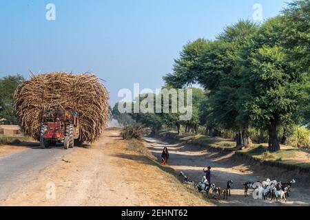 Man Carrying Hay with a Tractor, rural Punjab, Pakistan Stock Photo - Alamy